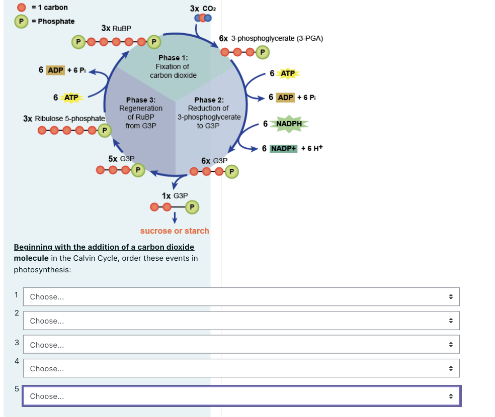 Solved = 1 carbon 3x CO2 = Phosphate 3x RuBP 6x | Chegg.com