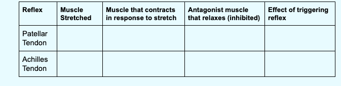 Solved Reflex Muscle Stretched Muscle that contracts in | Chegg.com