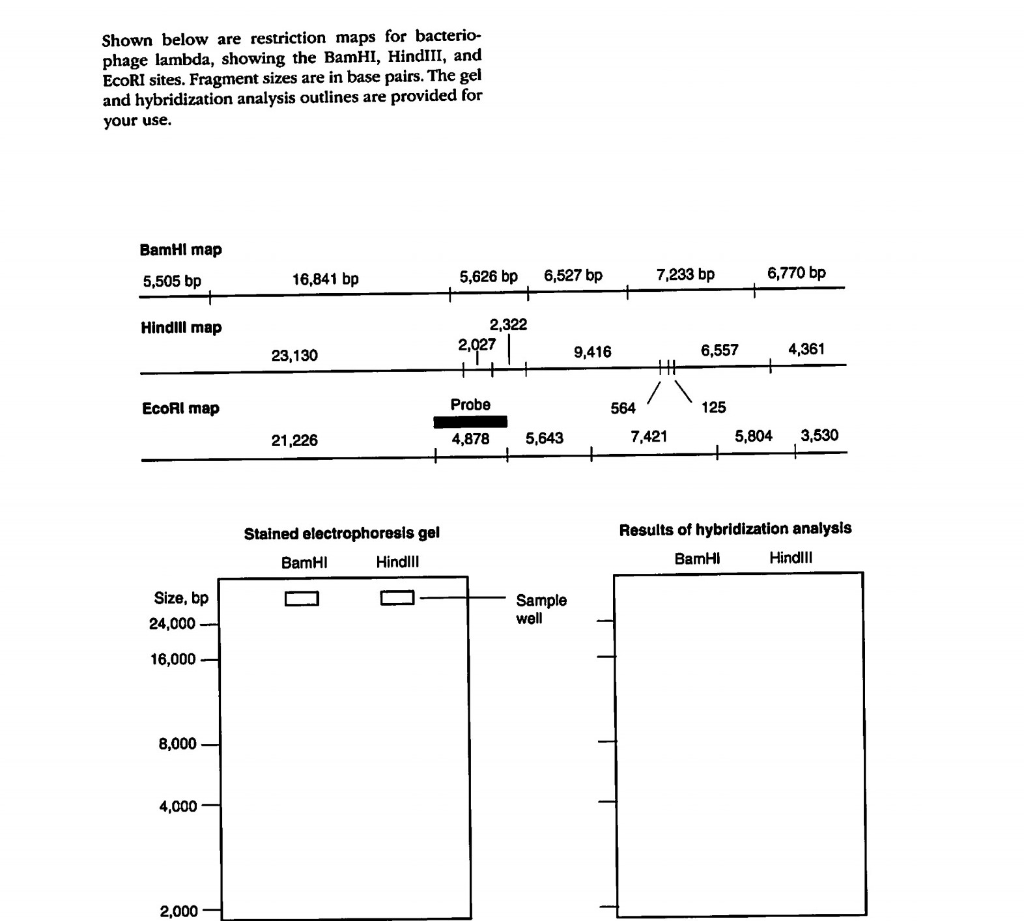 Solved 9. On Worksheet 16.IIIB is a restriction map of | Chegg.com