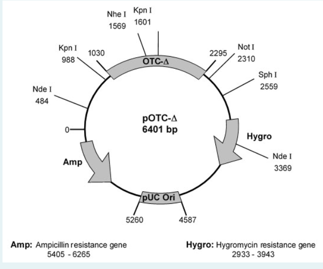 Solved Shown below is the plasmid map of pOTC-Δ which you | Chegg.com