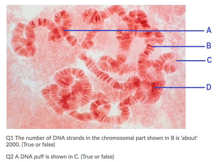 Solved Q1 The number of DNA strands in the chromosomal part | Chegg.com