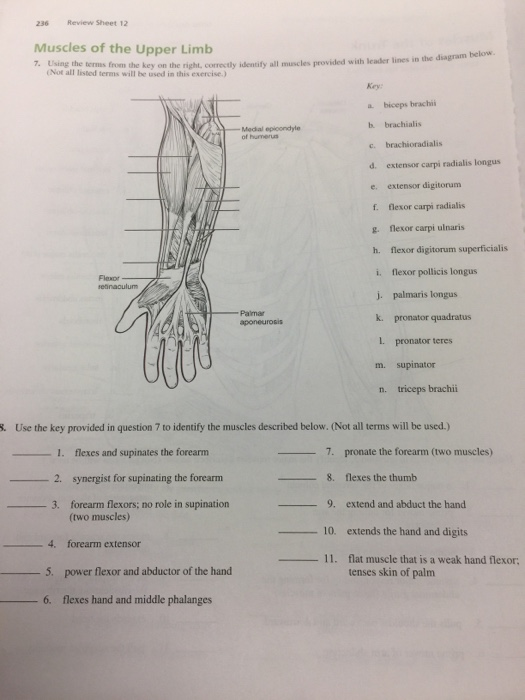 Solved 236 Review Sheet 12 Muscles of the Upper Limb 7. | Chegg.com