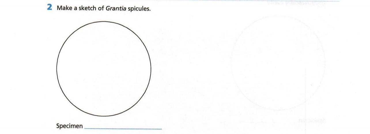 Solved 2 Make a sketch of Grantia spicules. Specimen 2 | Chegg.com