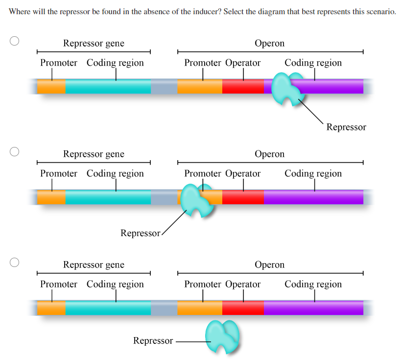 Solved Where will the repressor be found in the absence of | Chegg.com