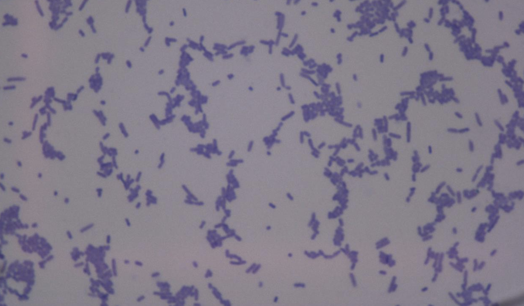 Bacillus Subtilis Microscope