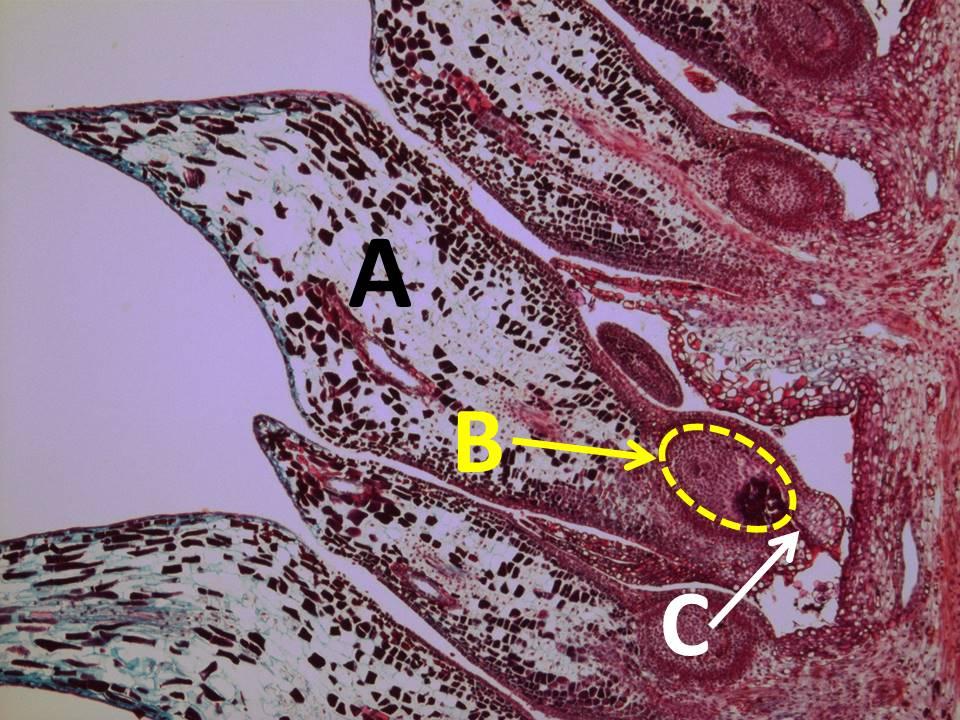 Solved In this microscopic image of a cone (here, from Pinus | Chegg.com