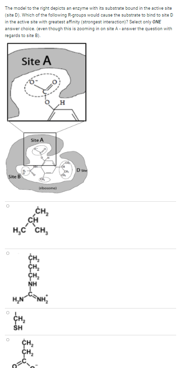 Solved The model to the right depicts an enzyme with its | Chegg.com