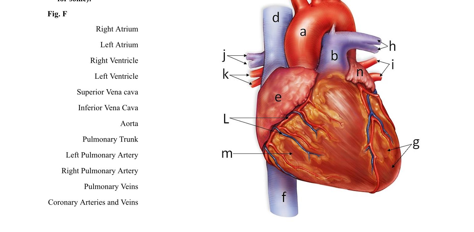 Solved Fig. F d Right Atrium a Left Atrium >h b Right | Chegg.com