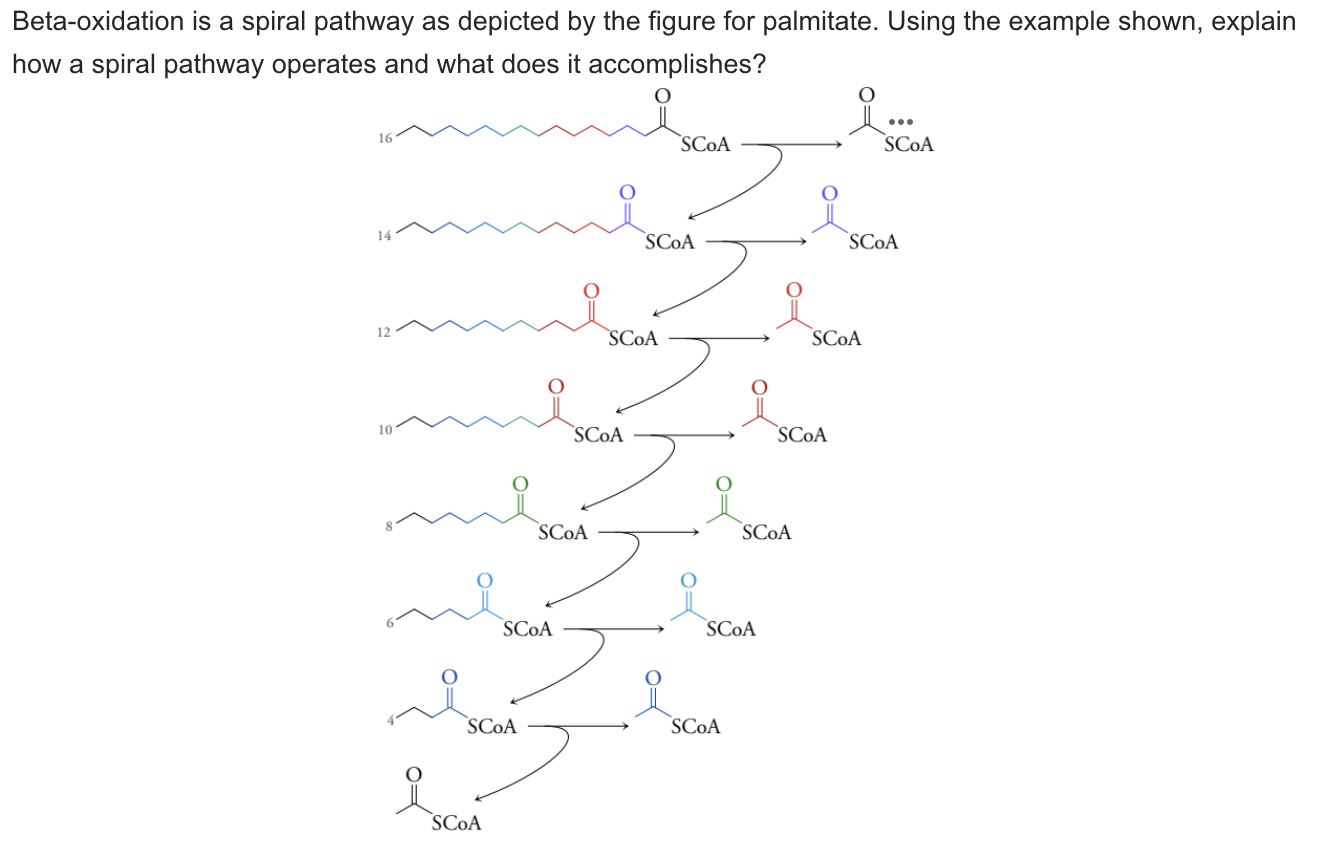 Solved Beta-oxidation is a spiral pathway as depicted by the | Chegg.com