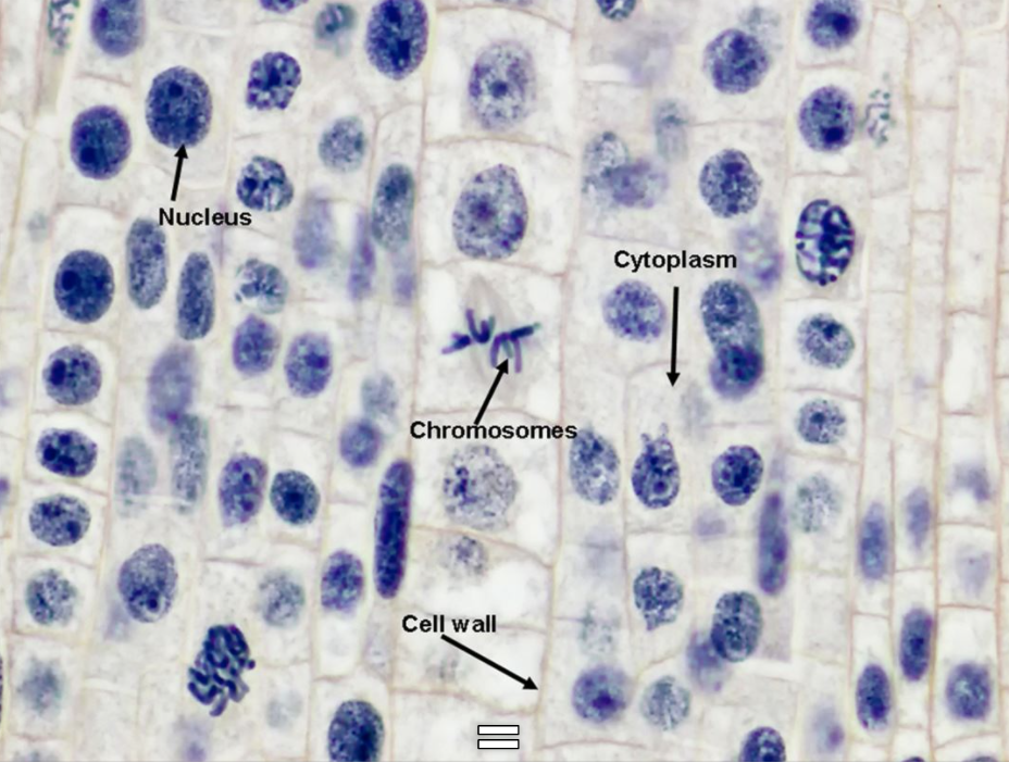 Mitosis Exercise 1: Observation of Mitosis in a Plant | Chegg.com