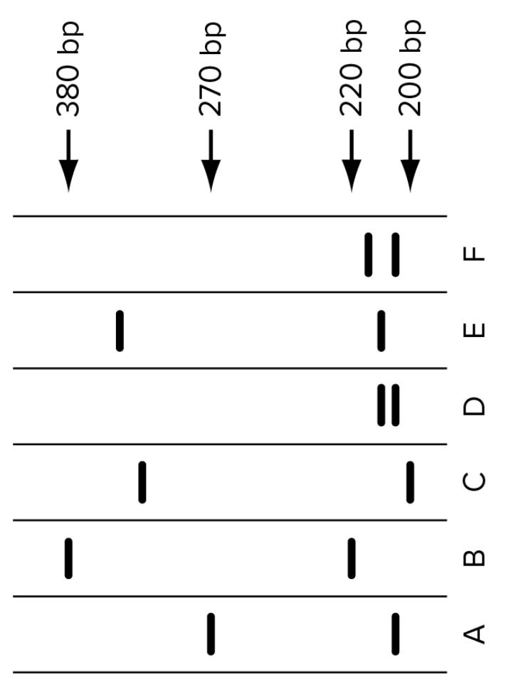 Solved The Trinucleotide Repeat Region Of The Huntington