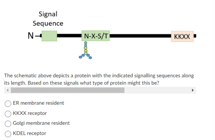Solved The schematic above depicts a protein with the | Chegg.com