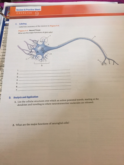 Solved Review & Practice Sheet EXERCISE C. Labeling Label | Chegg.com