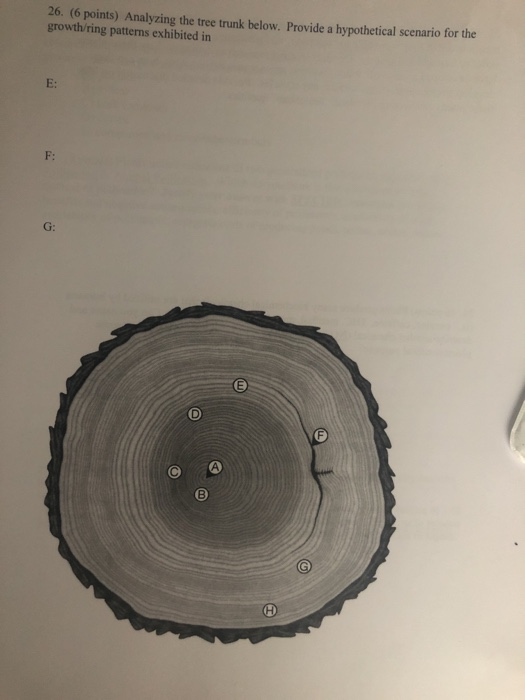 Solved 26. (6 points) Analyzing the tree trunk below. | Chegg.com