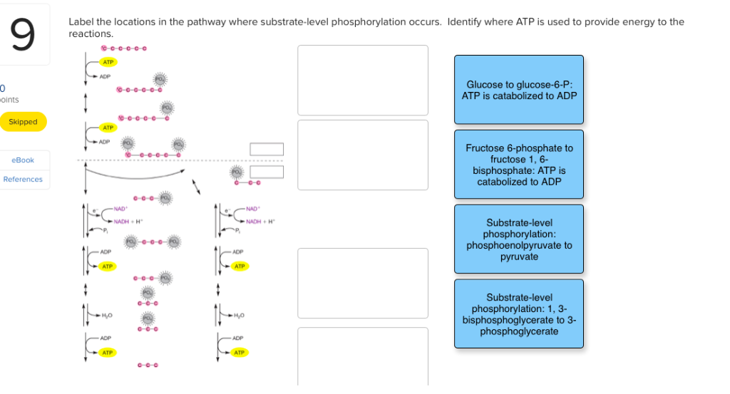 Solved Label the locations in the pathway where | Chegg.com