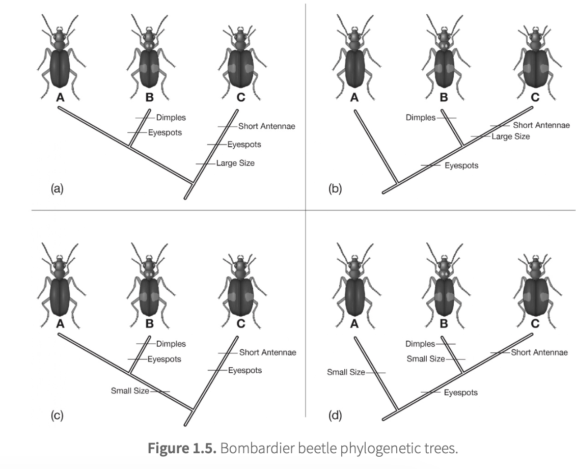 Solved Which three bombardier beetle phylogenetic trees | Chegg.com