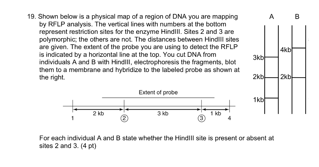 Solved 19. Shown below is a physical map of a region of DNA | Chegg.com