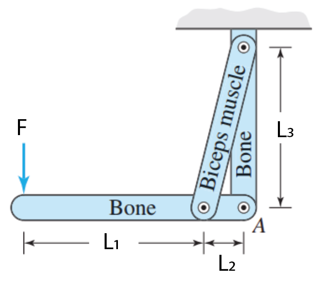 Solved An approximation with mechanical elements of an arm | Chegg.com