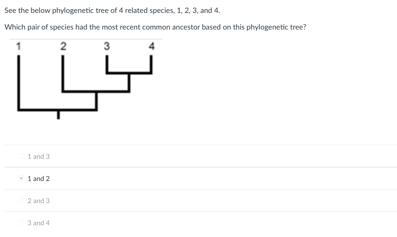 Solved See the below phylogenetic tree of 4 related species, | Chegg.com