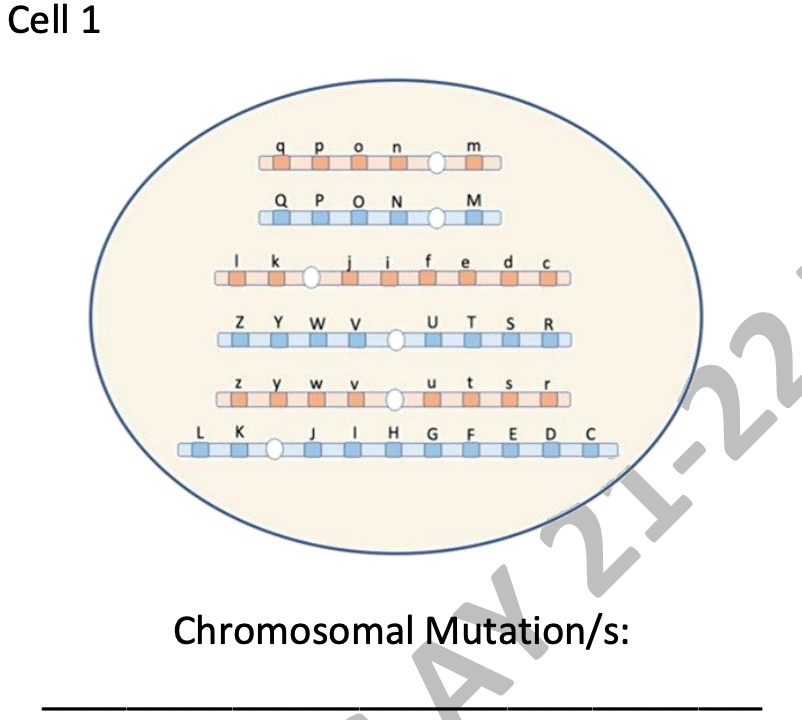 Solved Study the cell with a diploid number of six (2n=6) | Chegg.com