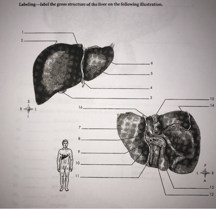 Solved Labeling-label the gross structure of the liver on | Chegg.com