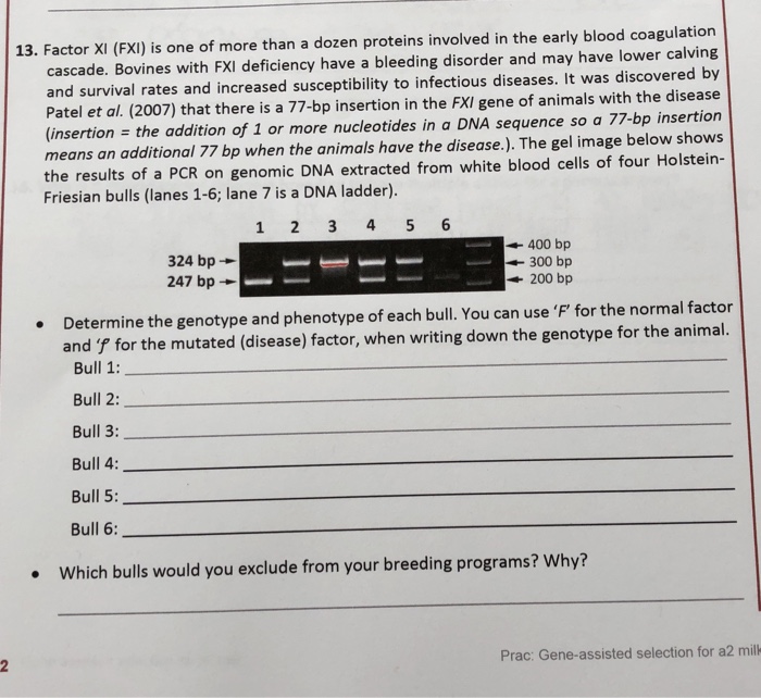 Solved 13. Factor XI (FXI) is one of more than a dozen | Chegg.com