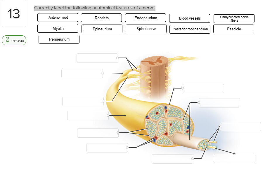 Solved Correctly Label The Following Anatomical Features Of Chegg