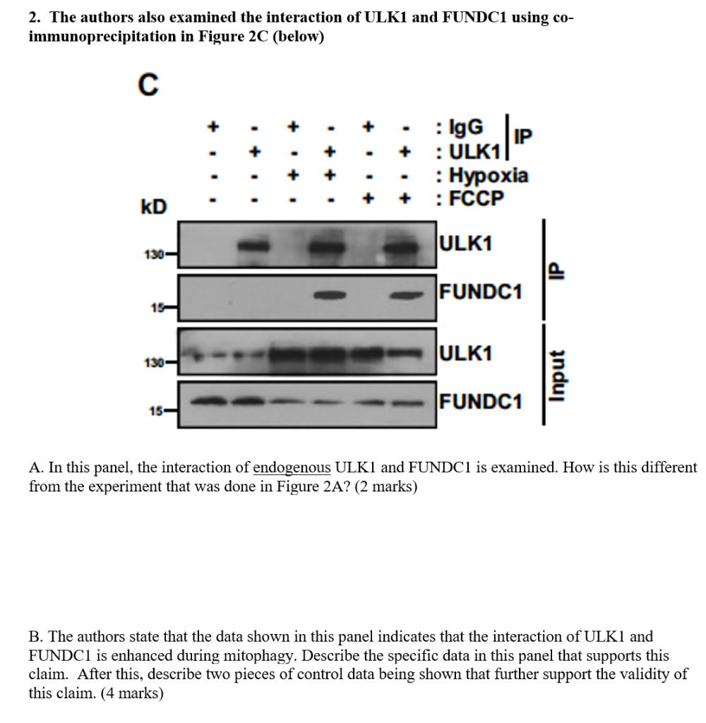 A 1/20 Input IP IgG Myc : FLAG-ULK1 + : FUNDC1-Myc + | Chegg.com