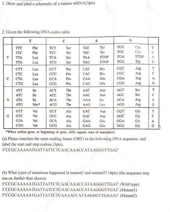 Dna Codon Table | Cabinets Matttroy