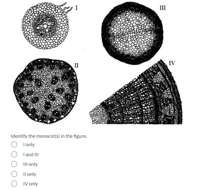 Solved Identify the monocot(s) in the figure. I only I and | Chegg.com