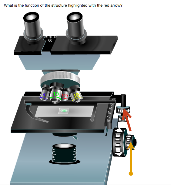 Solved What is the function of the structure highlighted | Chegg.com