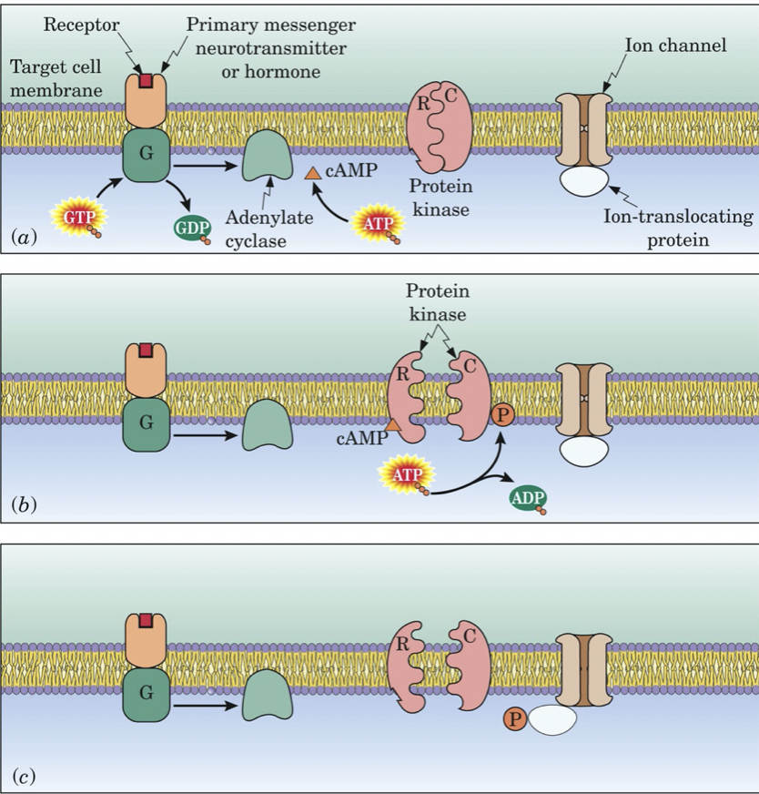 Solved Receptor Primary messenger neurotransmitter or | Chegg.com