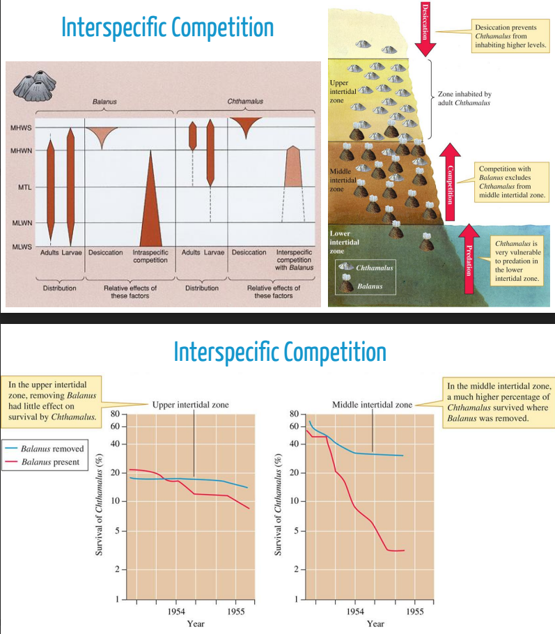 Solved Balanus balanoides larvae settle throughout | Chegg.com