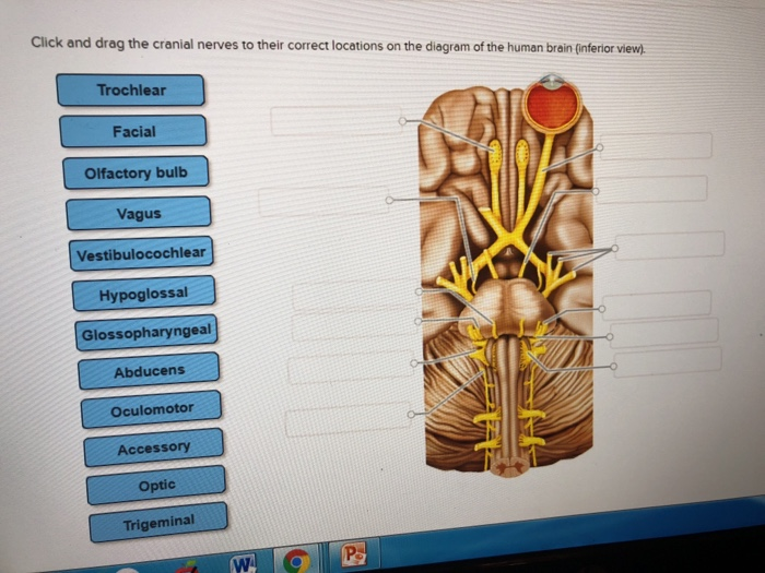 Solved Click and drag the cranial nerves to their correct | Chegg.com