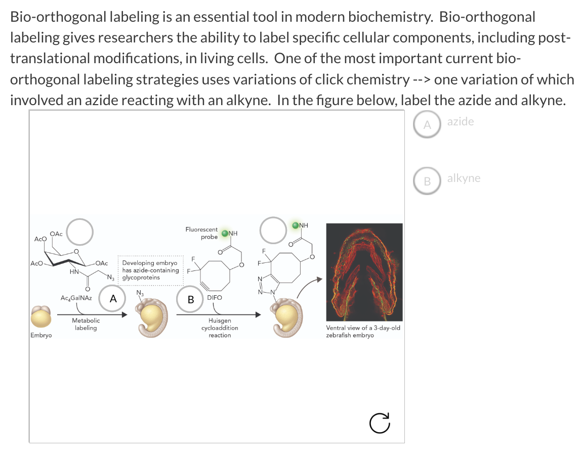 Solved Bio-orthogonal labeling is an essential tool in | Chegg.com