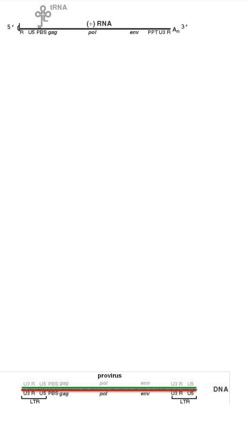 The next page shows a picture of the HIV plus-strand | Chegg.com