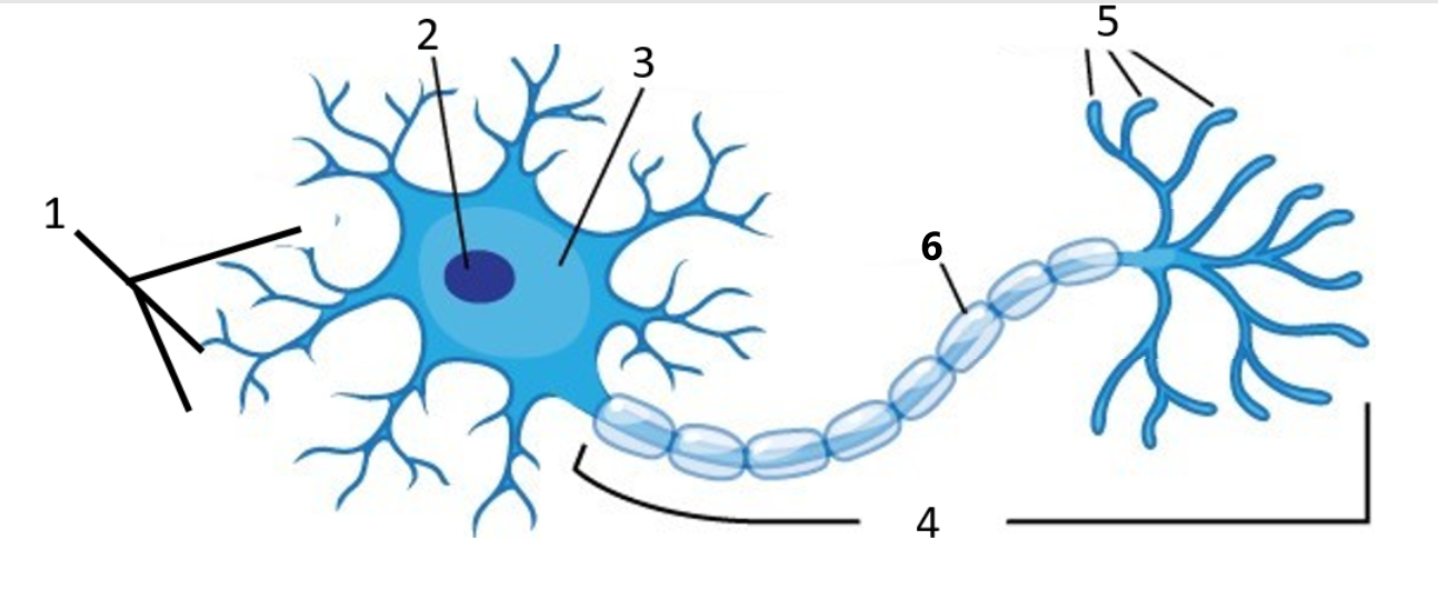 Solved Select the appropriate label for the numbered parts | Chegg.com