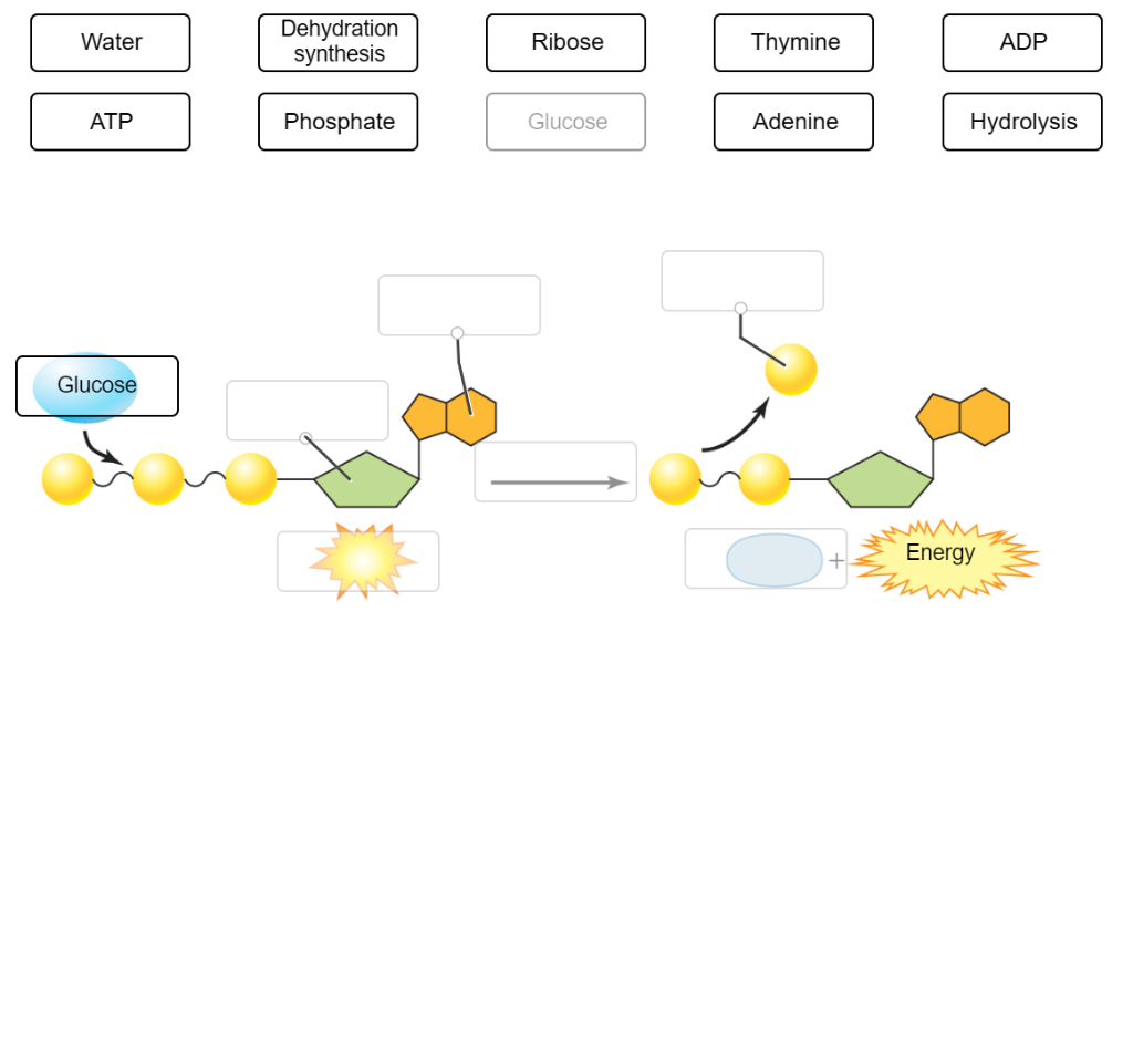 Solved Dehydration synthesis Water Ribose Thymine ADP ATP | Chegg.com