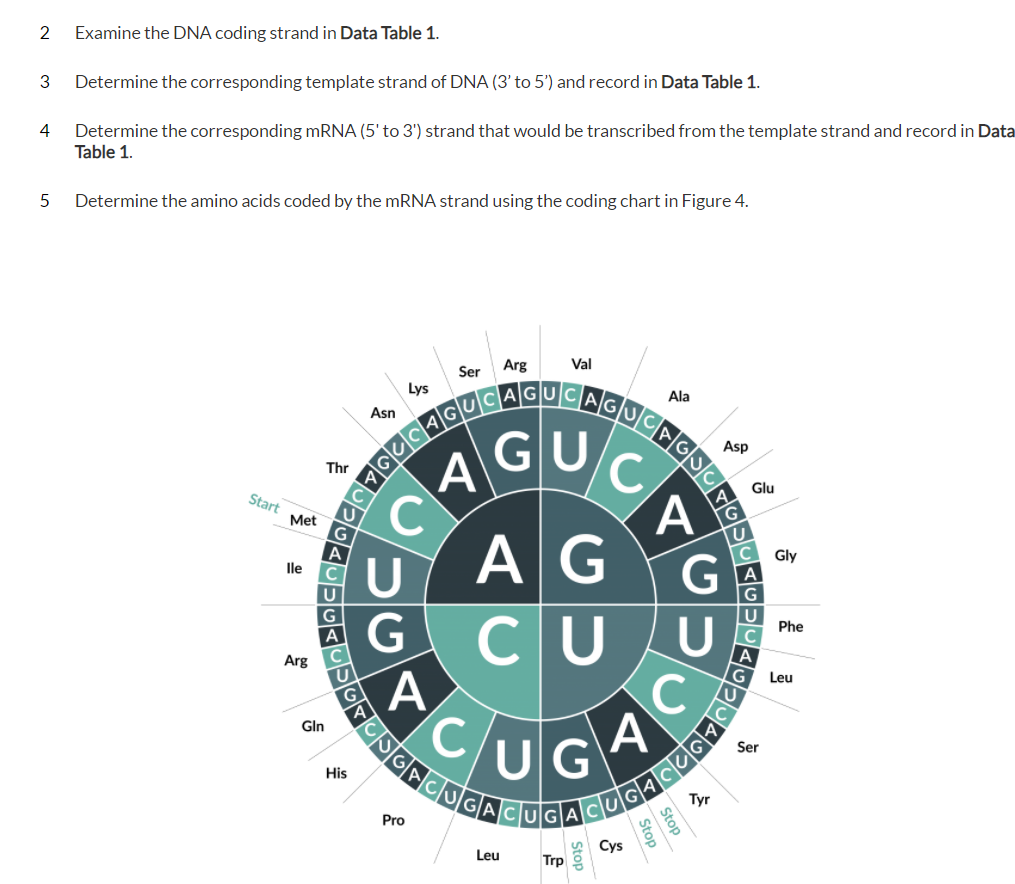 Solved In this exercise, you will model the steps of protein | Chegg.com