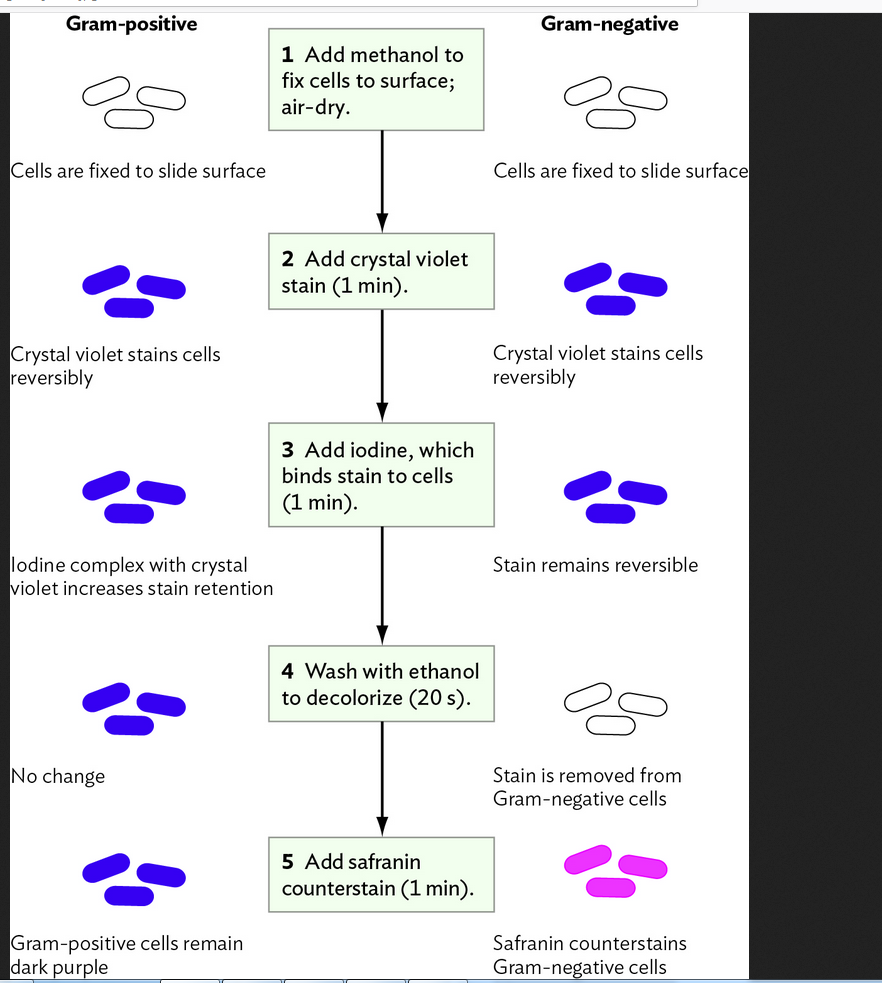 Solved Two students are working together to Gram stain a mix | Chegg.com