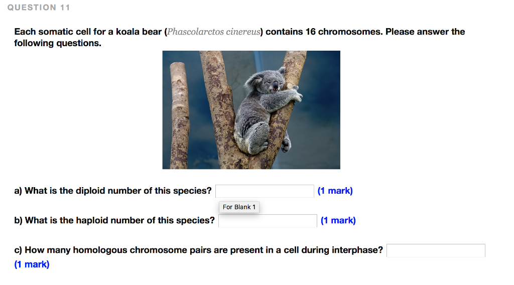 Solved QUESTION 11 Each somatic cell for a koala bear | Chegg.com