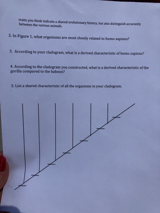 Solved Macroevolution Lab Constructing a cladogram: To build | Chegg.com