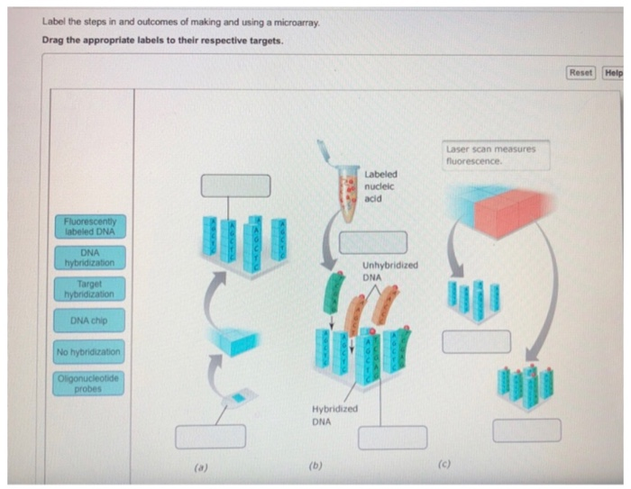 Solved Label the steps in and outcomes of making and using a | Chegg.com