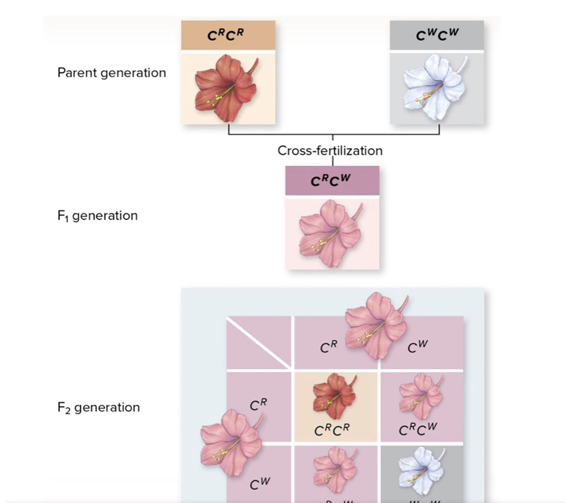 Solved Parent generation Cross-fertilization F1 generation | Chegg.com