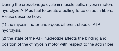 Solved During the cross-bridge cycle in muscle cells, myosin | Chegg.com