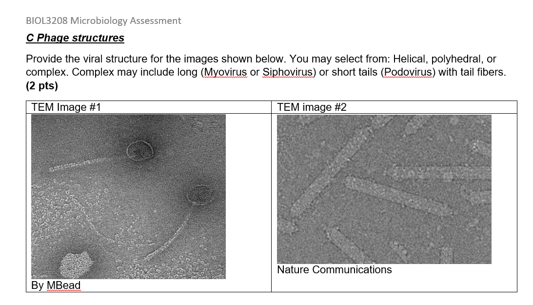 BIOL3208 Microbiology Assessment C Phage structures | Chegg.com