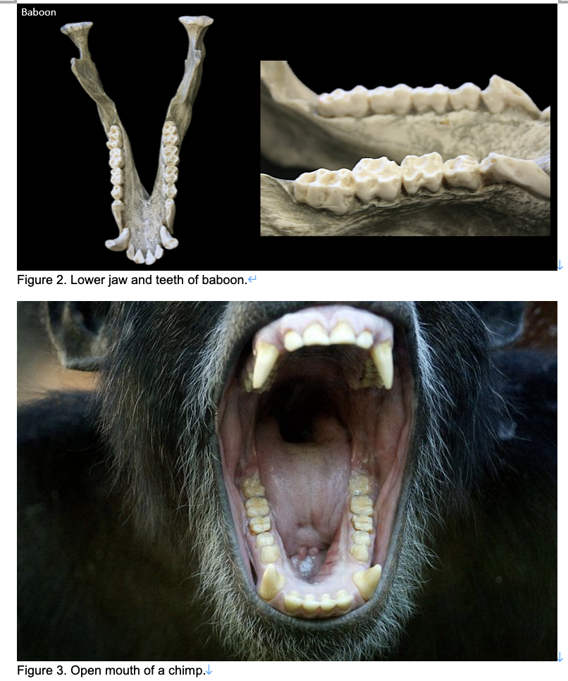 Solved Baboon V Figure 2. Lower jaw and teeth of baboon. | Chegg.com