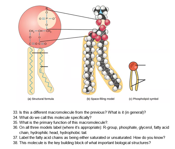 Solved (a) Structural formula (b) Space-filling model (c) | Chegg.com