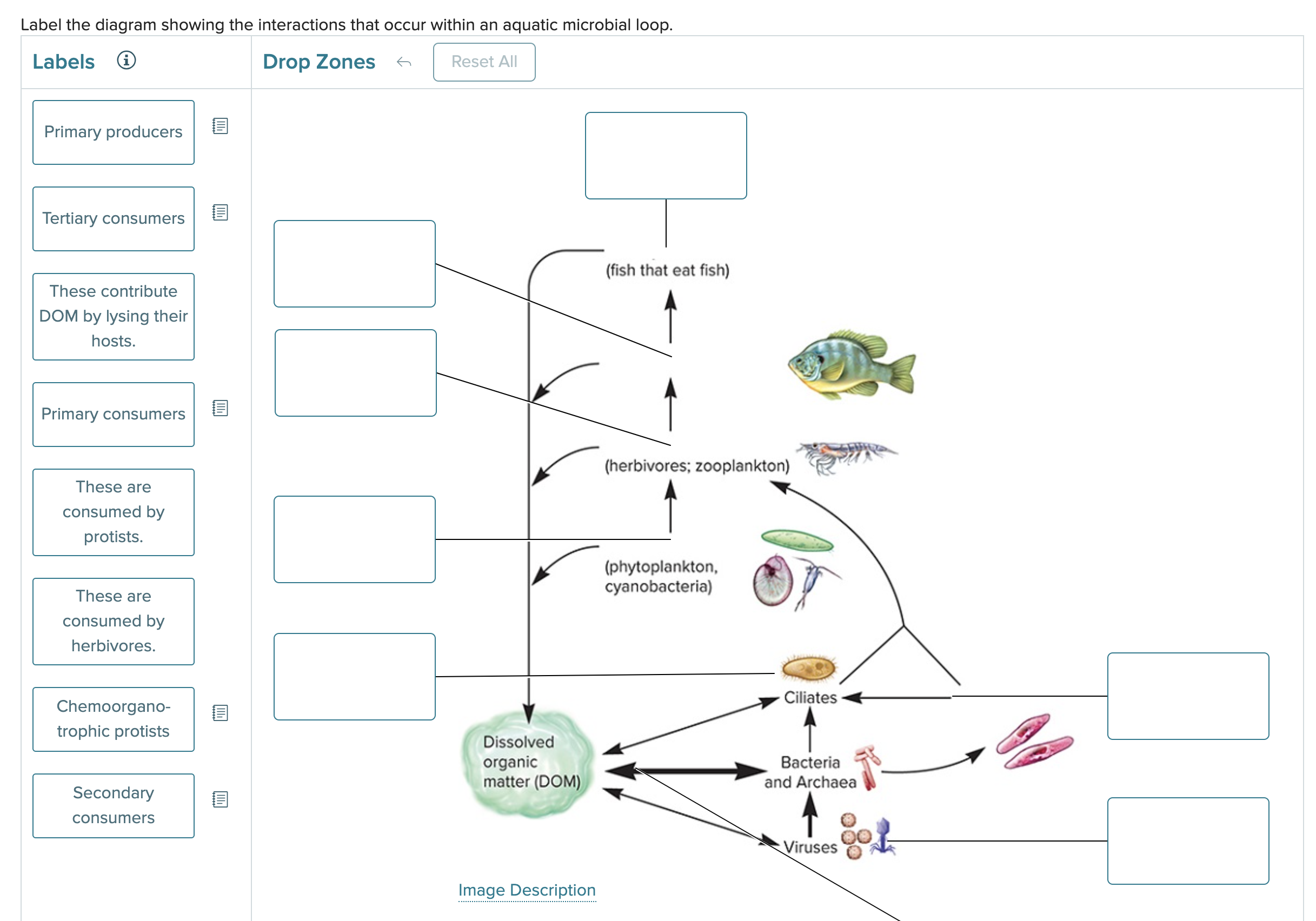 Solved Label the diagram showing the interactions that occur | Chegg.com