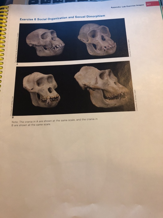 Primate EXERCISE LOCOMOTION AND LOCOMOTOR ADAPTATIONS | Chegg.com